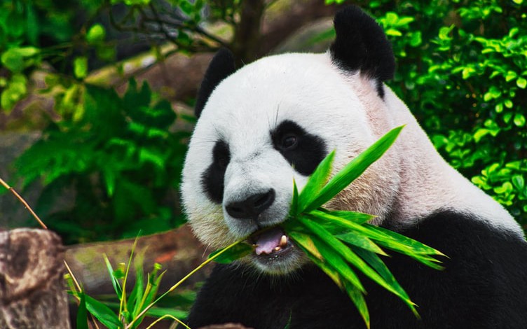Pandas Add Two Dataframes By Column