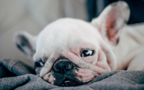 Cli For Rest Apis Dzone