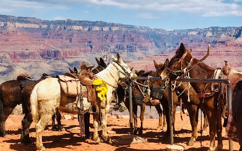 Mule CloudHub Connector: Part 1 - DZone Integration