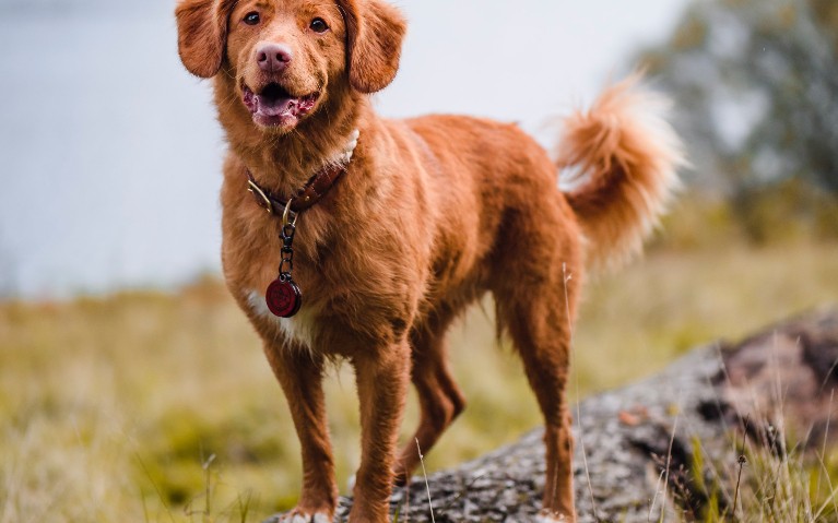 MuleSoft Logs Integration With Datadog - DZone Integration