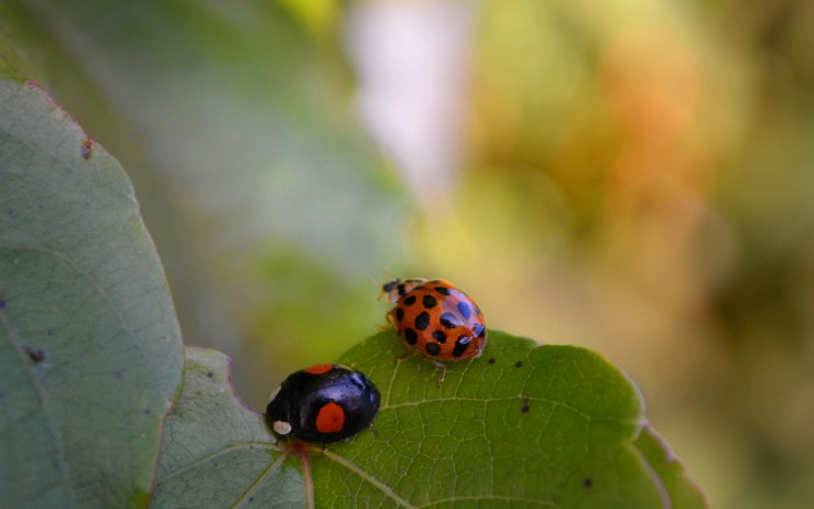 Security Bugs Are Fundamentally Different Than Quality Bugs - DZone