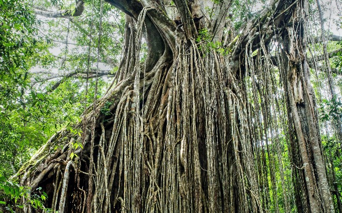 Start Modernizing to Microservices With Strangler Fig on AWS in Minutes ...