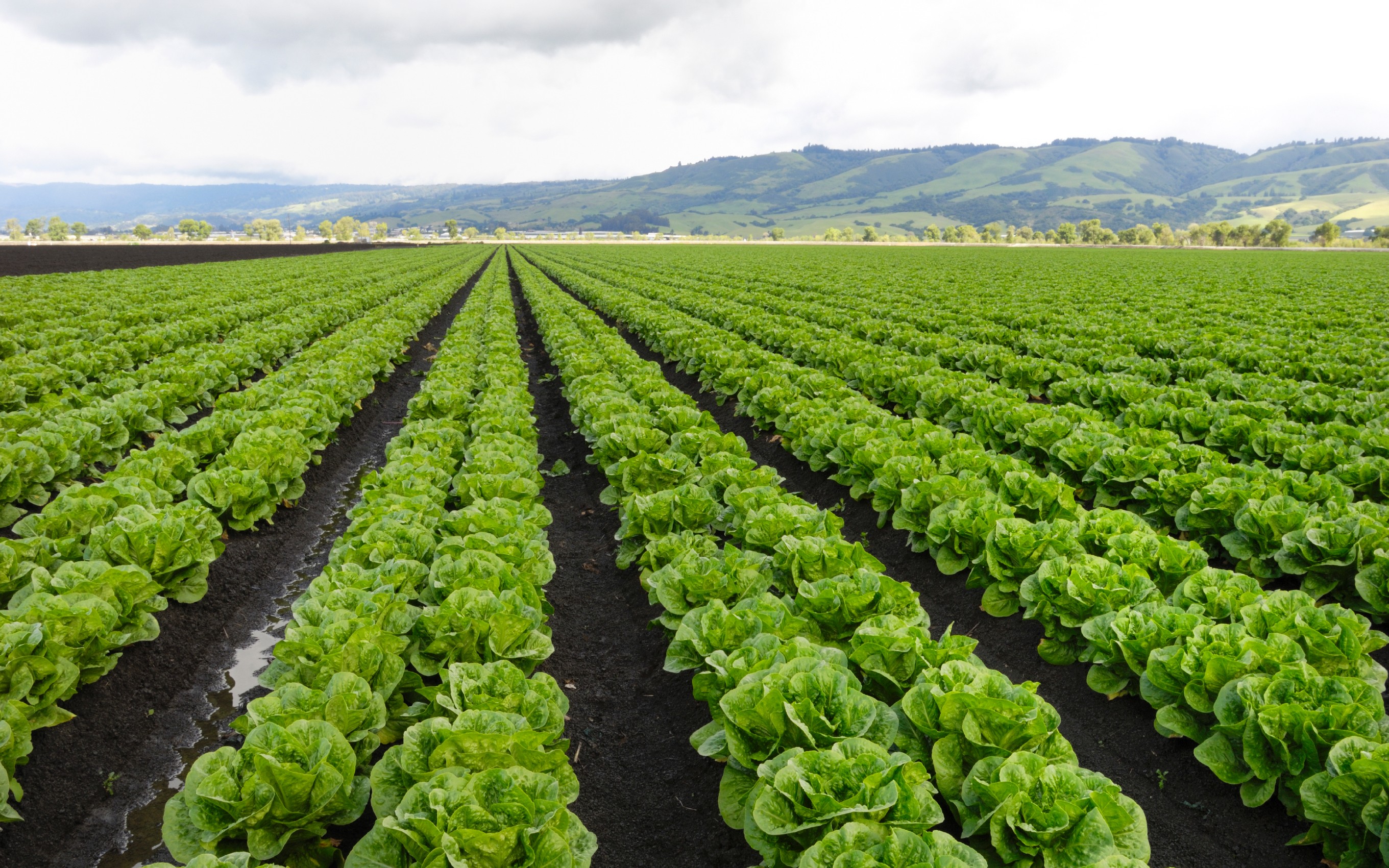 How Is Ai Used In Agriculture Updated 2022