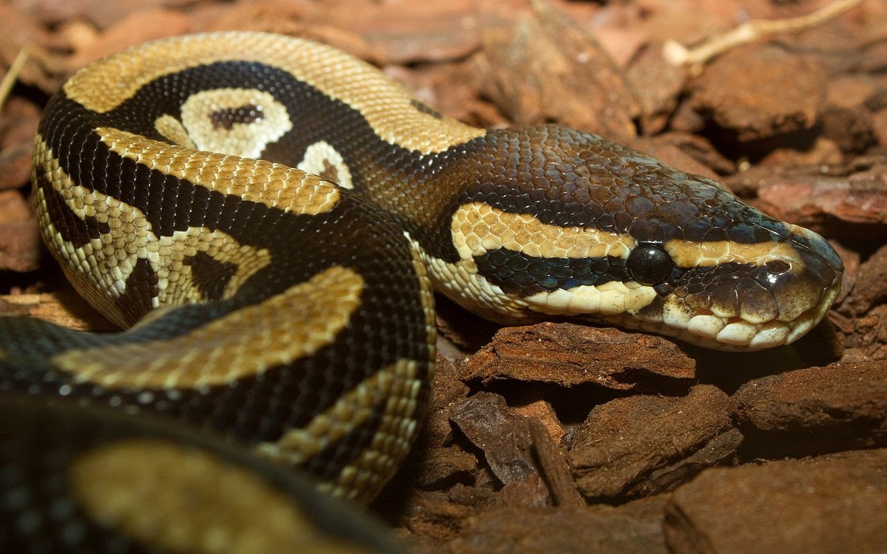 Python 3 Testing An Intro To Unittest DZone DevOps