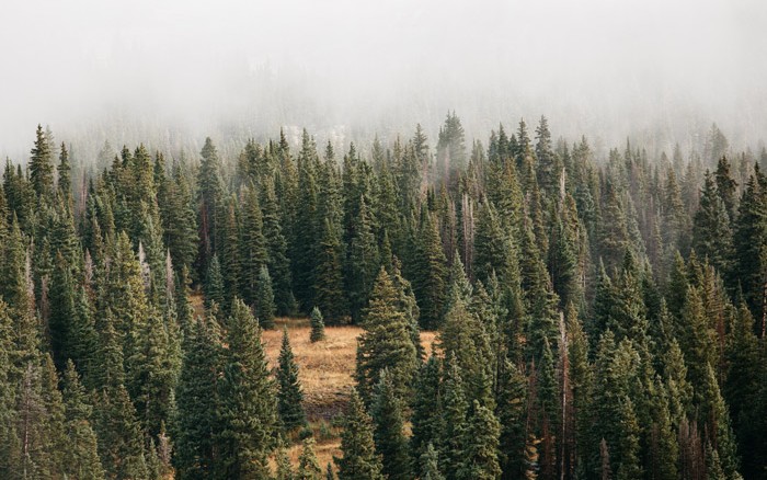 Decision Trees And Pruning In R Dzone