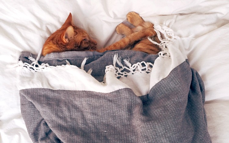 Java Image Cat and Dog Recognition With Deep Neural Networks - DZone